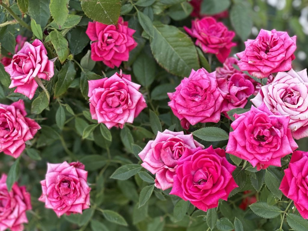 Travel Guide to Rhodes & its rooftop restaurants - Where's The Rooftop?