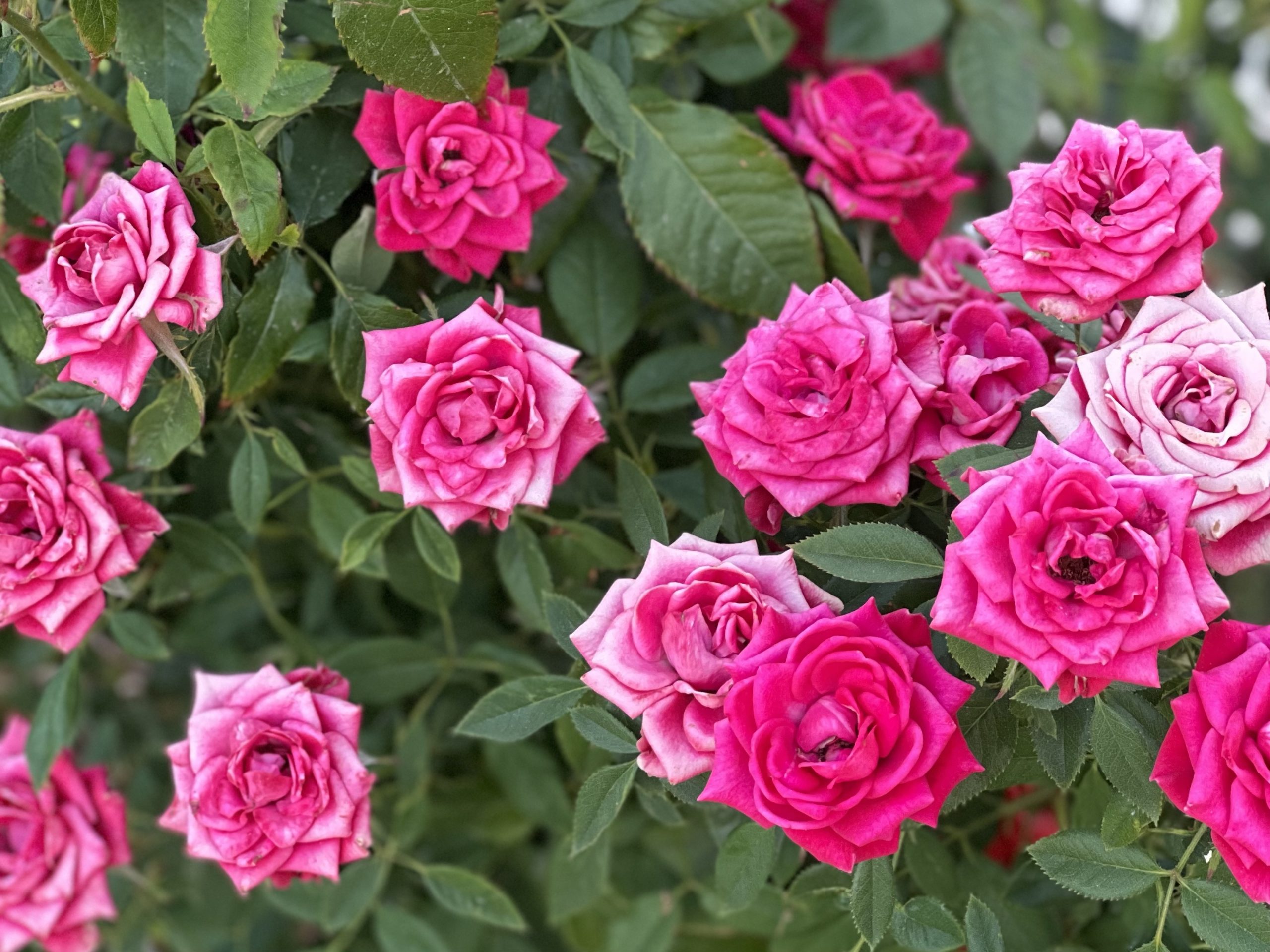 Travel Guide to Rhodes & its rooftop restaurants – Where's the rooftop?